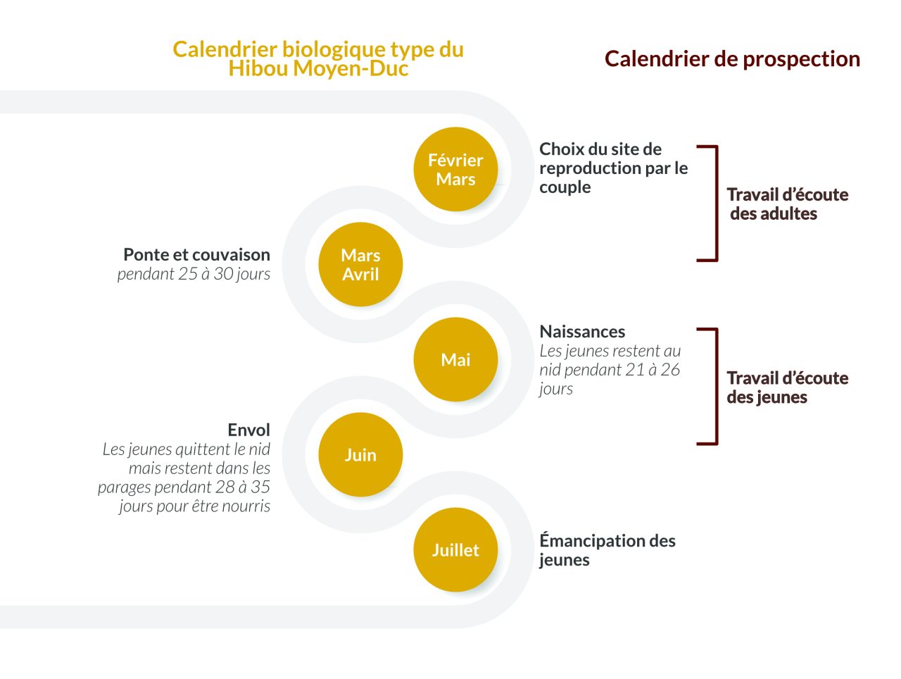 Photographier le hibou moyen duc - A notre Image